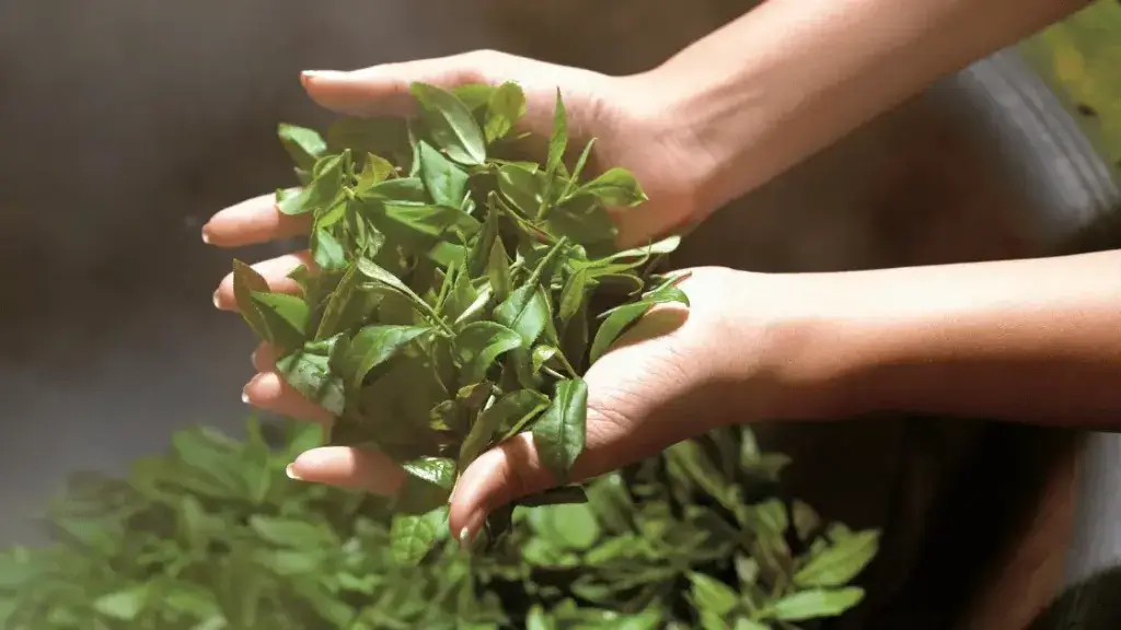 Can You Eat Tea Leaves? A Comprehensive Guide - Tea Loves